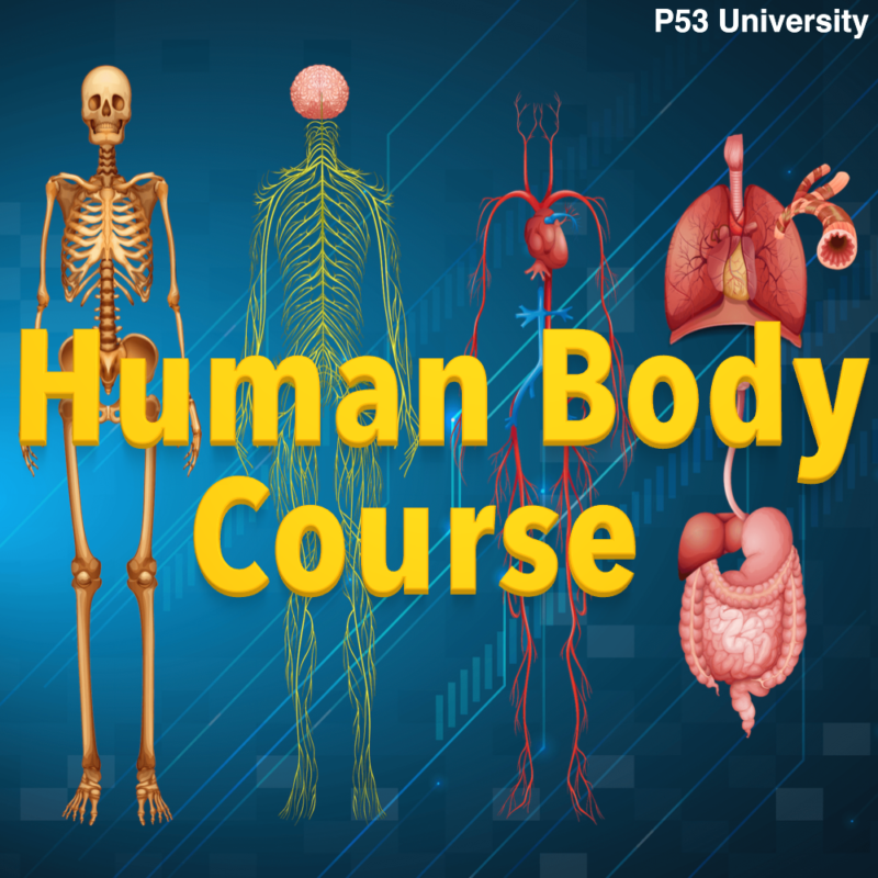 Human Body Course #2 – P53 University