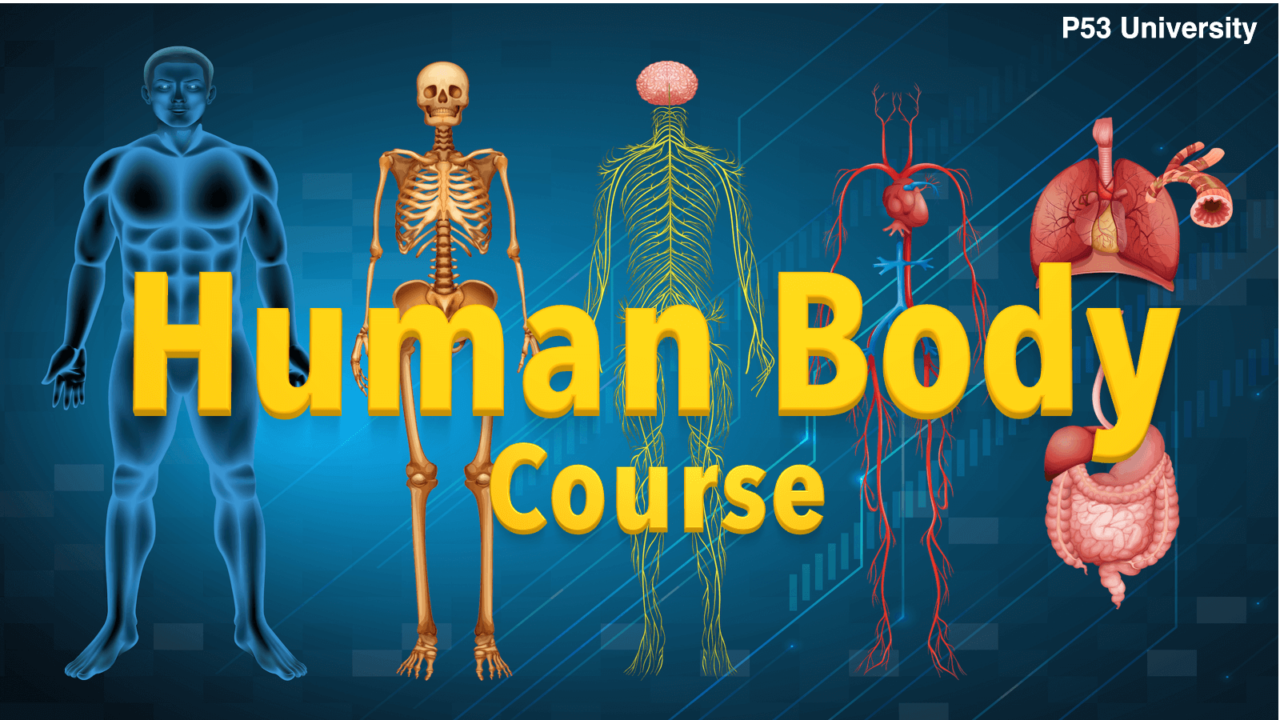 Human Body Course – P53 University
